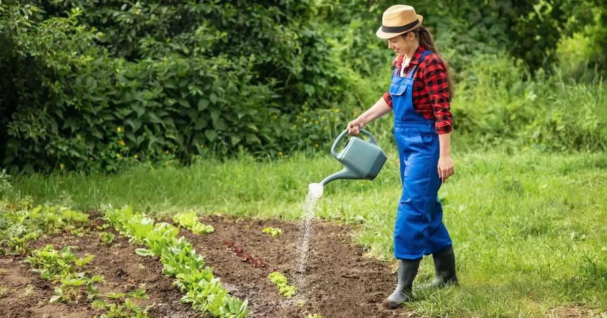 Efficient Watering Techniques For Your Backyard Vegetable Garden